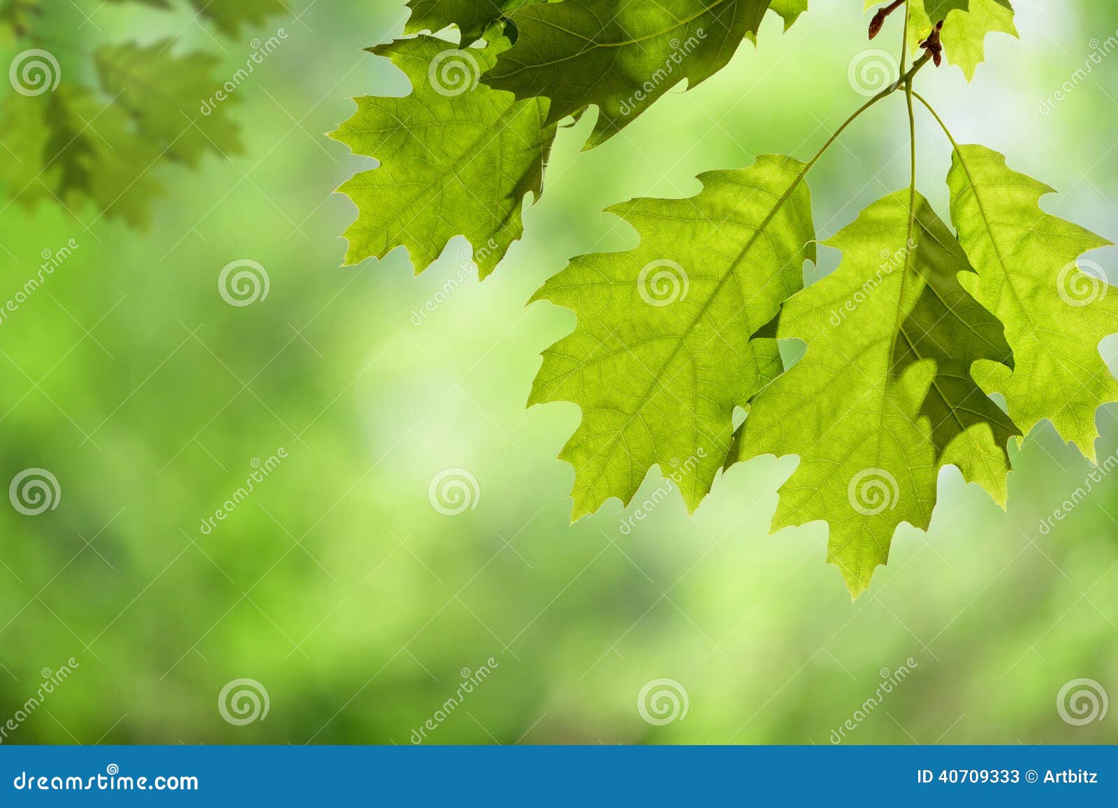 Spring Oak Leaves on Branch Against Green Canopy Stock Image - Image of ...