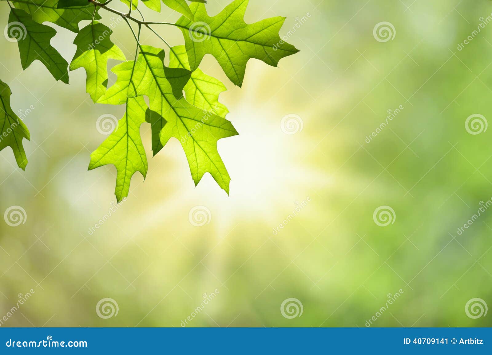 Spring Oak Leaves on Branch Against Green Forest Canopy Stock Image ...