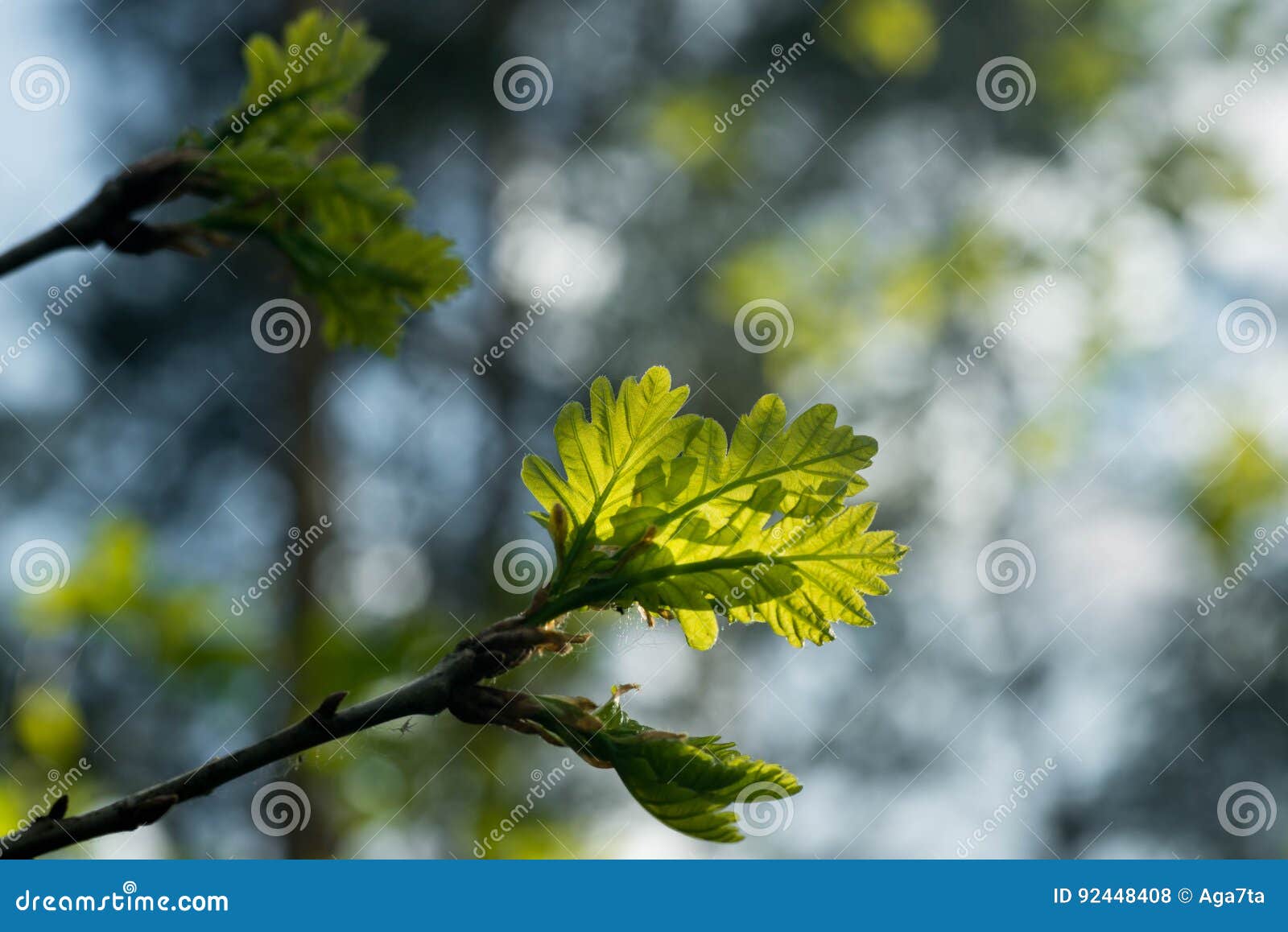Spring oak leaves stock photo. Image of bright, growth - 92448408