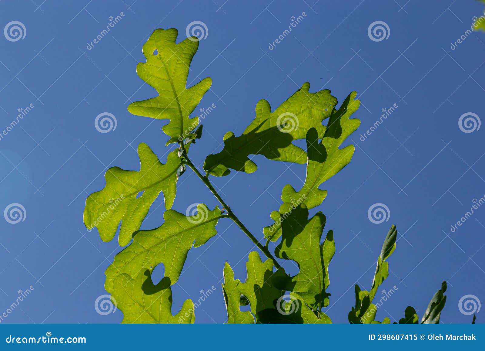 Spring Oak Leaves on a Dark Background. Tree Branches with Fresh Green ...
