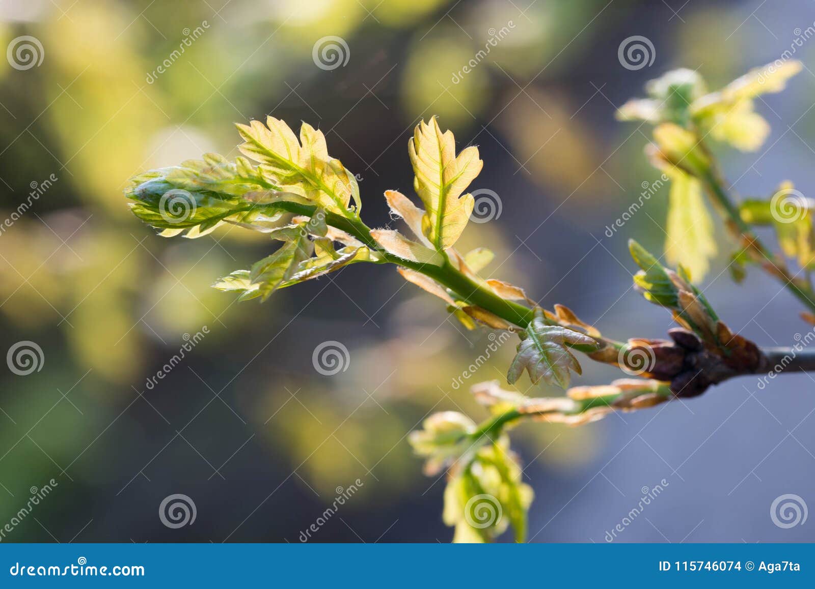 Spring Oak Leaves Macro Quercus Petraea Stock Photo - Image of ...