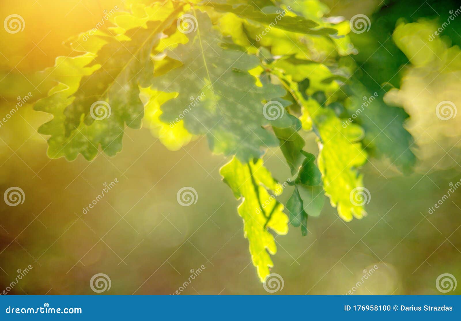 Spring oak leaves with sun stock photo. Image of plant - 176958100