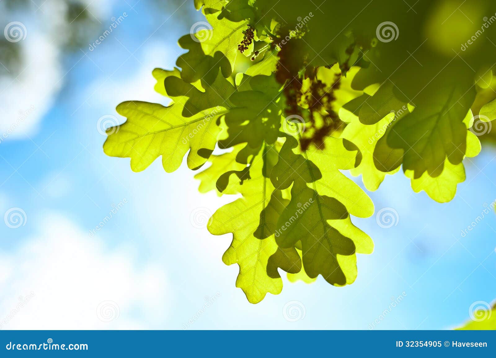 Spring oak leaves stock image. Image of bright, forest - 32354905