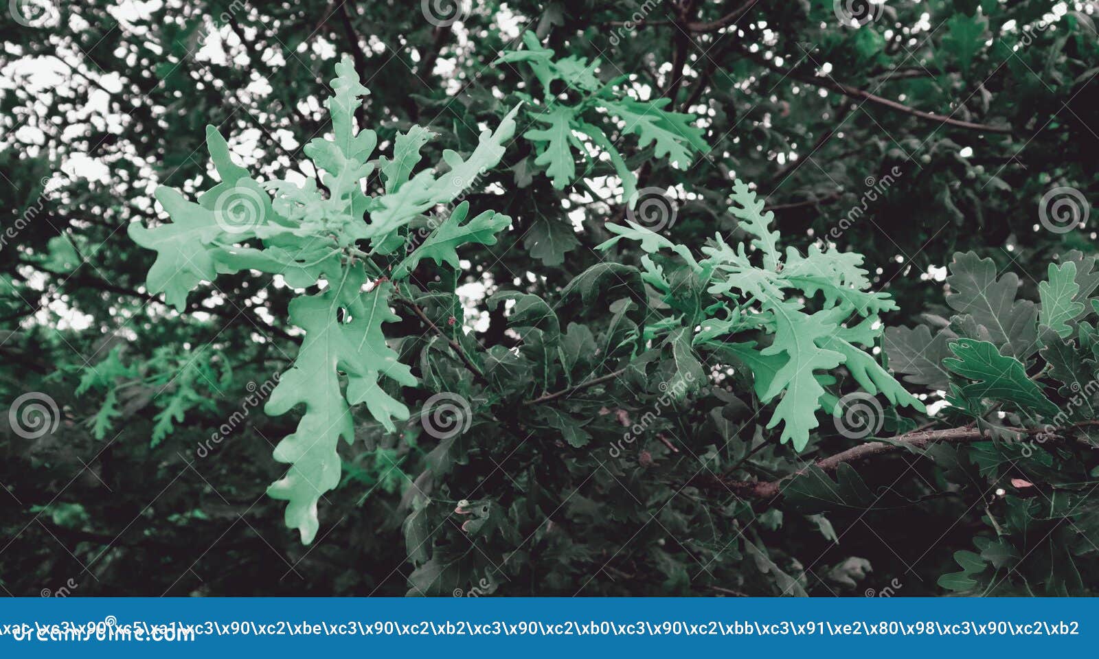 Oak Tree Leaves Texture