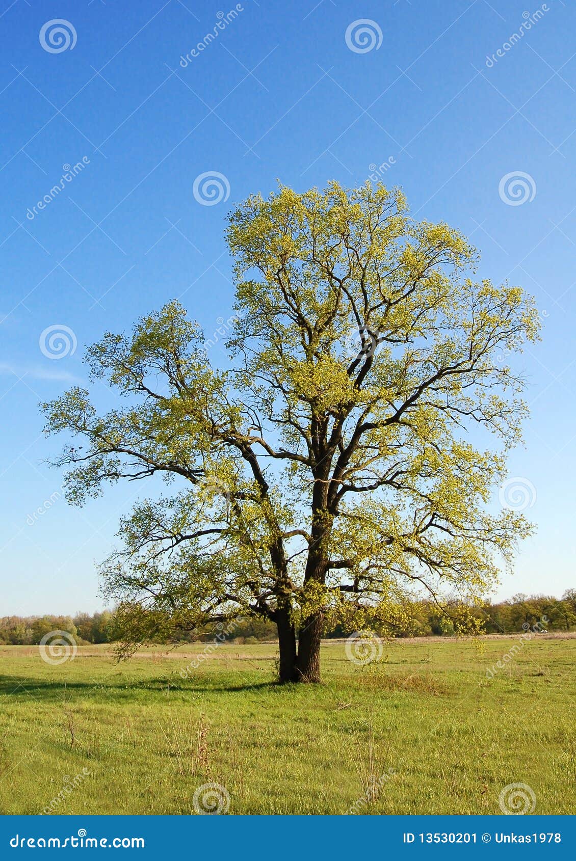 Spring oak tree stock image. Image of march, leaf, environment - 13530201