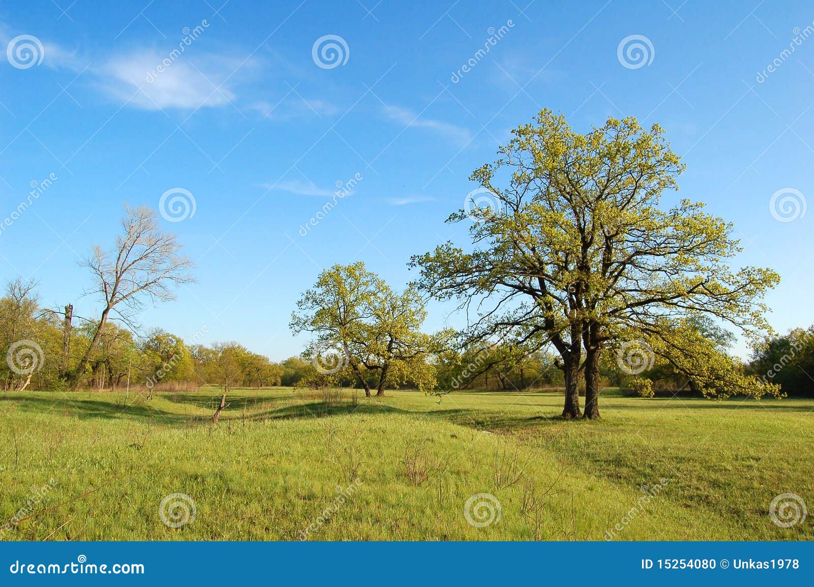 Spring oak tree stock photo. Image of grassland, countryside - 15254080