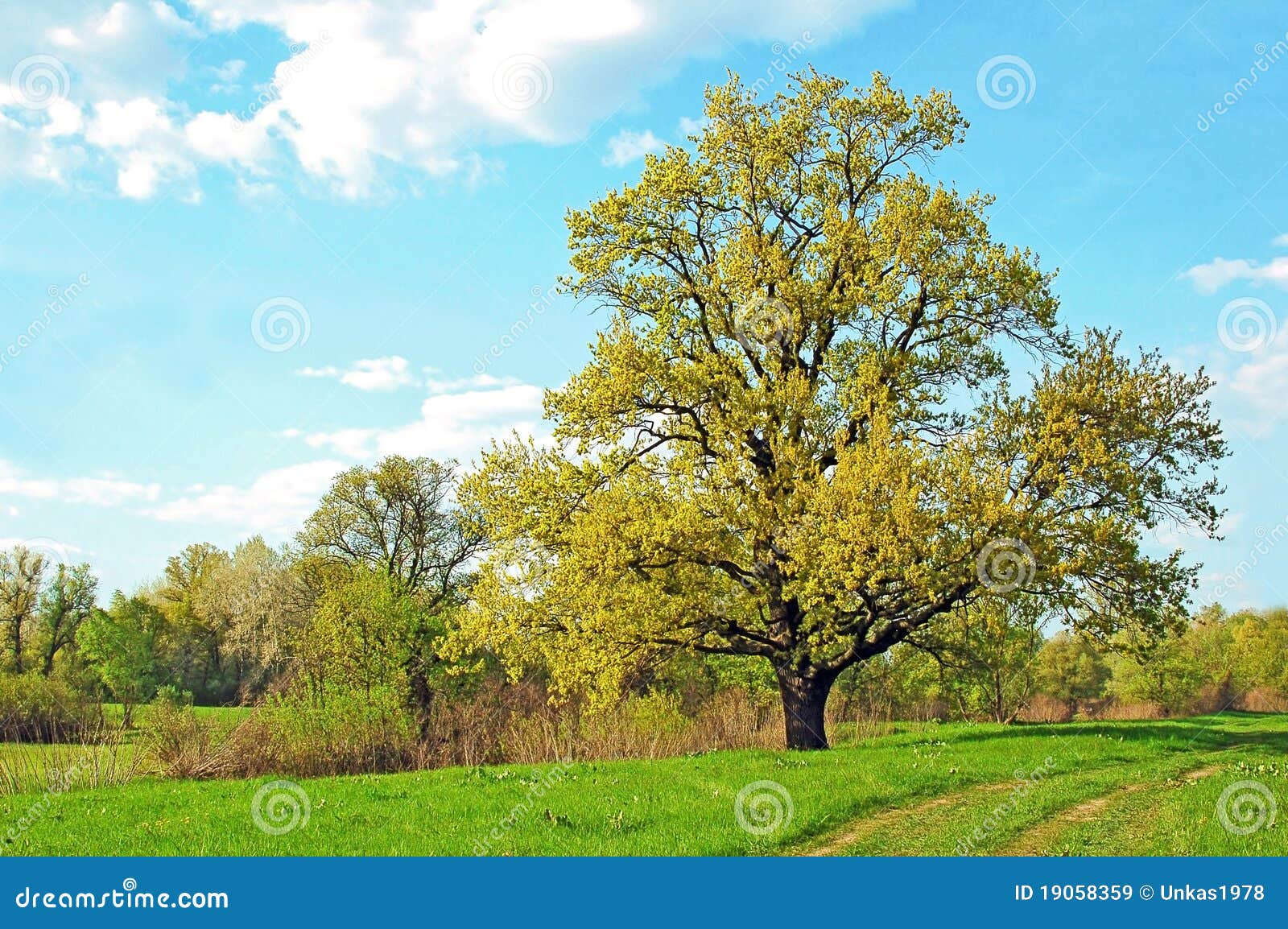 Spring oak tree stock image. Image of countryside, field - 19058359