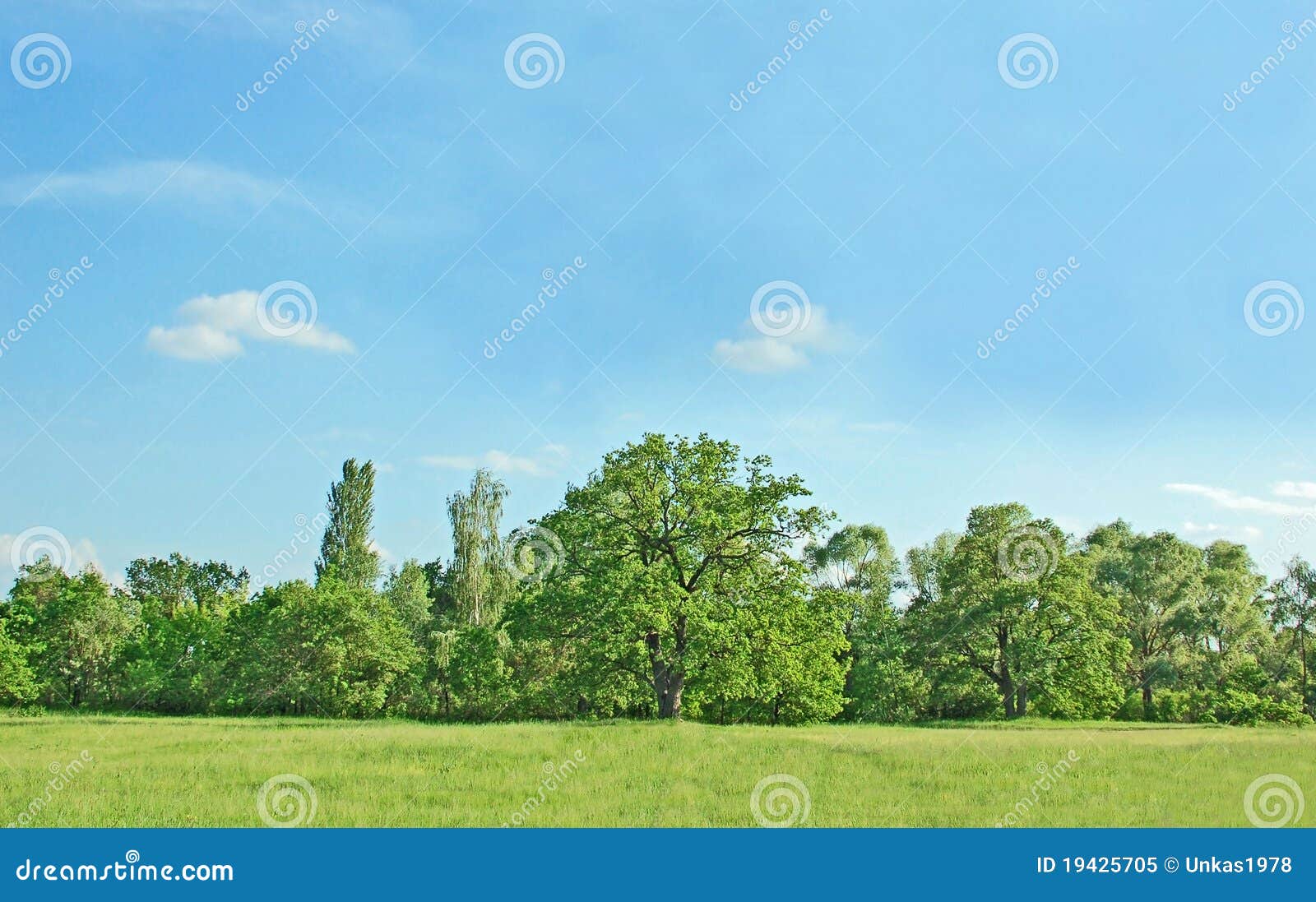 Spring oak tree stock image. Image of summer, wood, branche - 19425705