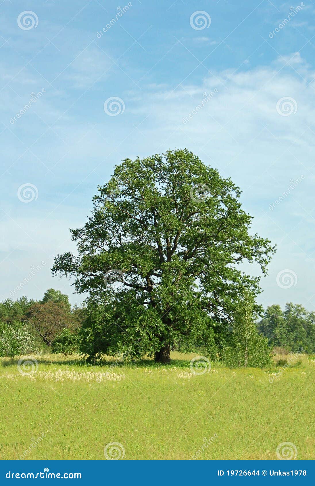 Spring oak tree stock photo. Image of colour, beauty - 19726644