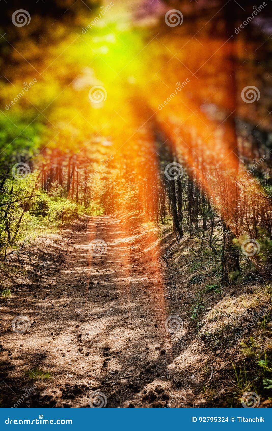 Spring oak tree stock photo. Image of meadow, growth - 92795324