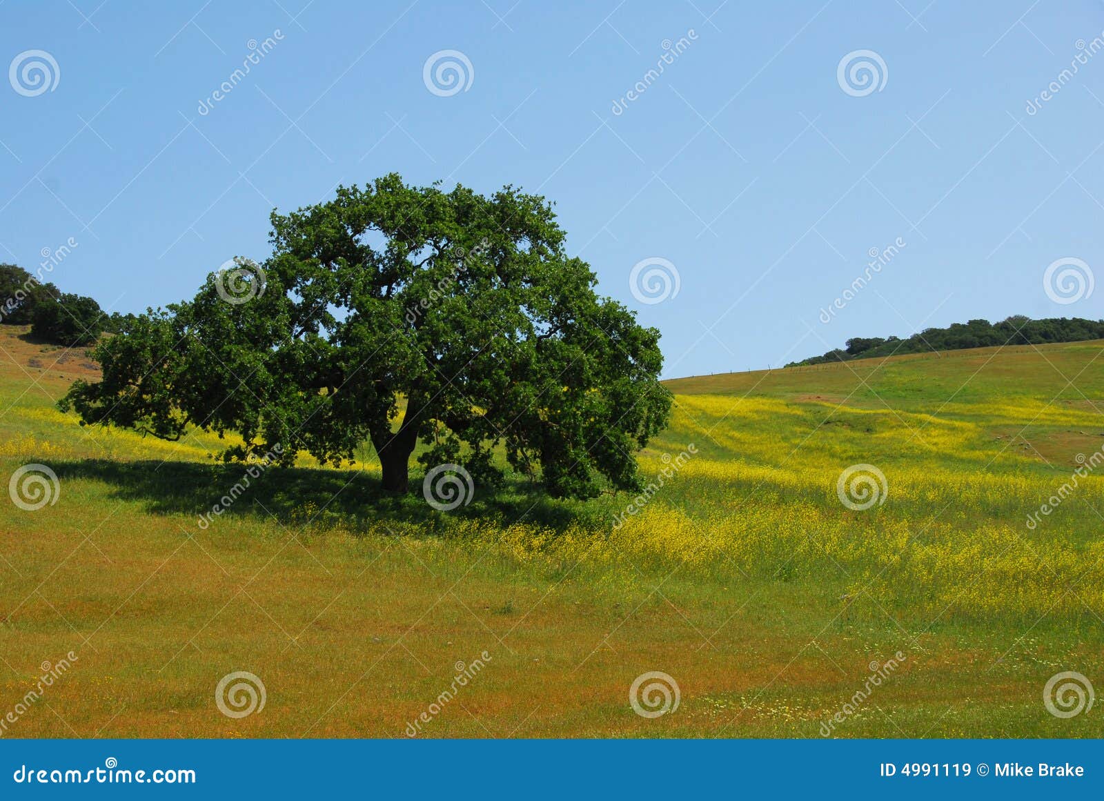 Spring Oak Tree in a Field stock image. Image of flora - 4991119