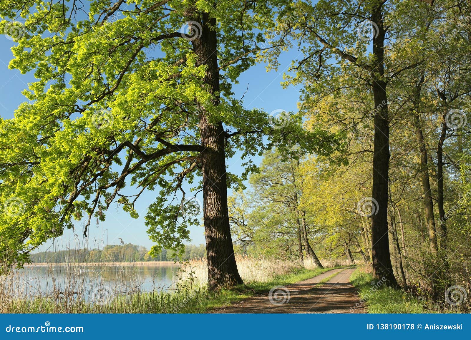 Spring Oak Tree on the Lake Shore Stock Photo - Image of dawn, nature ...