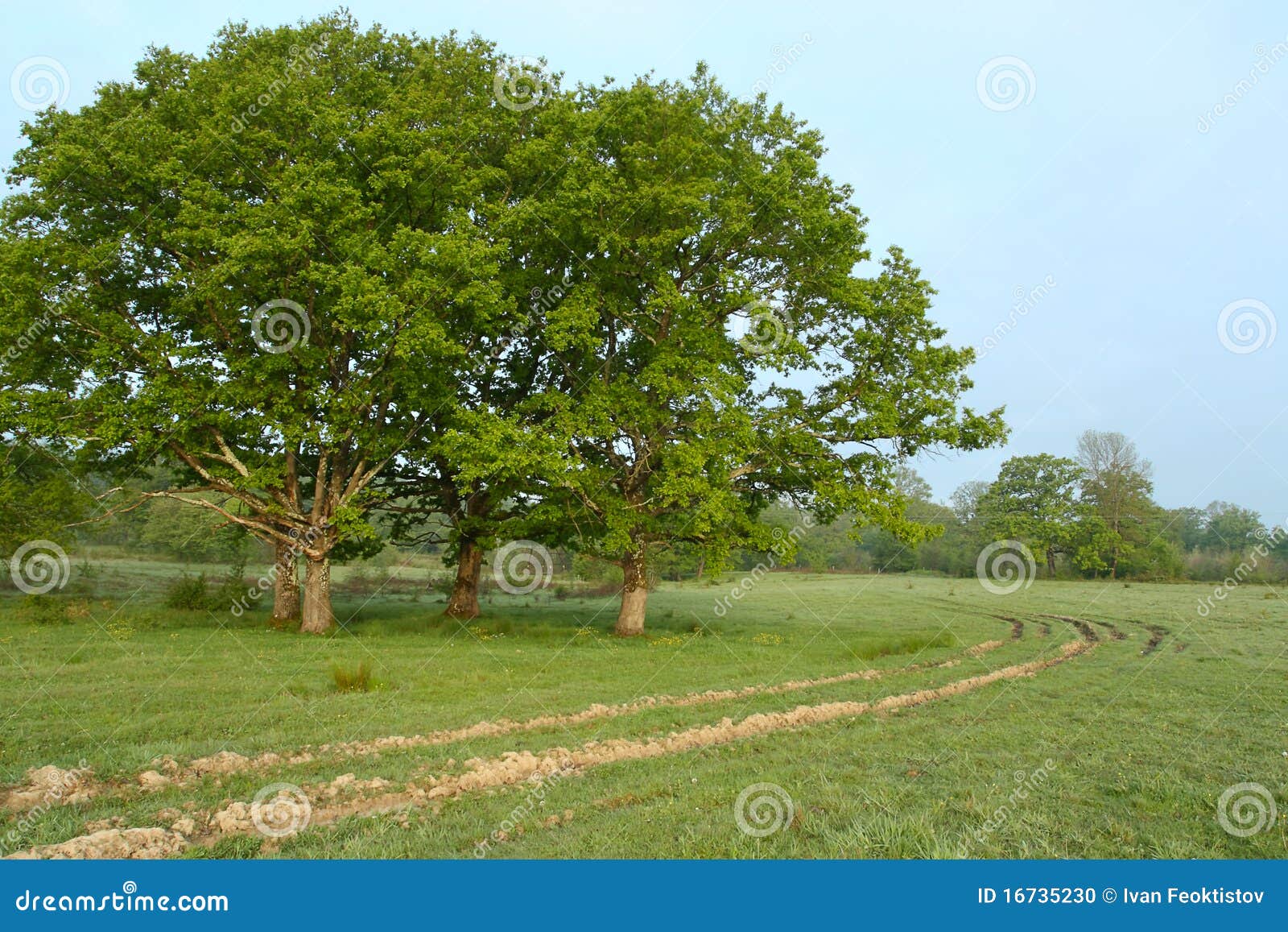 Spring oaks stock photo. Image of nature, plant, branch - 16735230