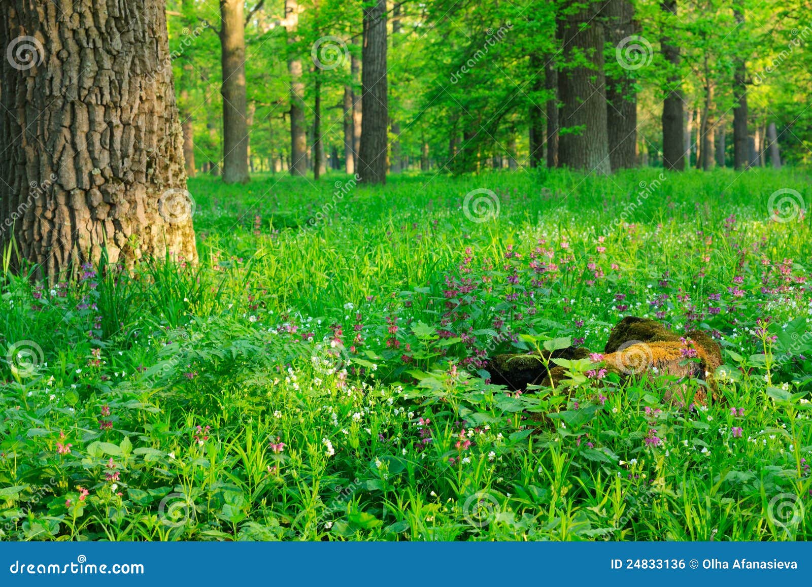Spring in the Old and the Big Woods Stock Photo - Image of outdoors ...