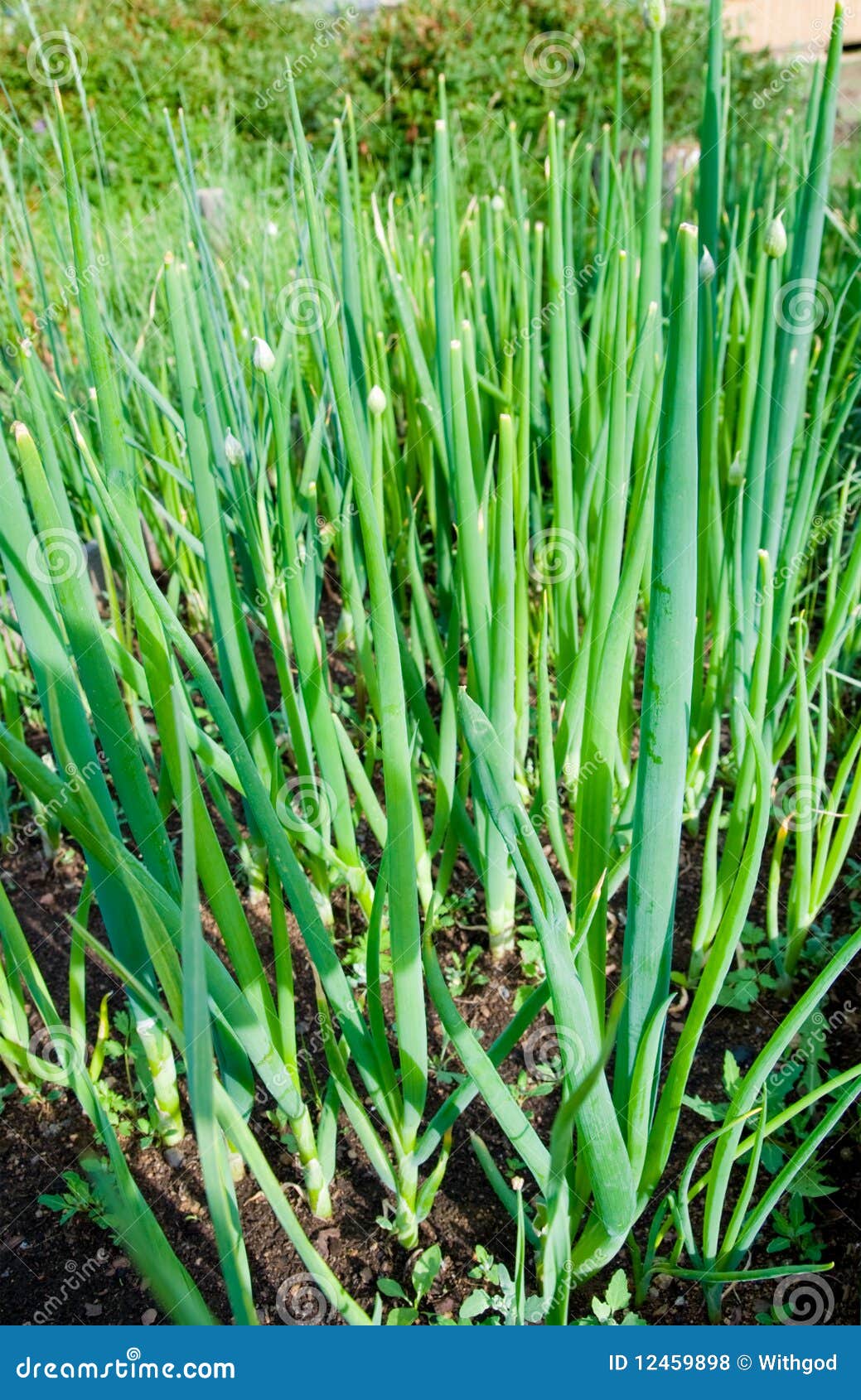 Spring onion stock photo. Image of kitchen, field, vegetable - 12459898