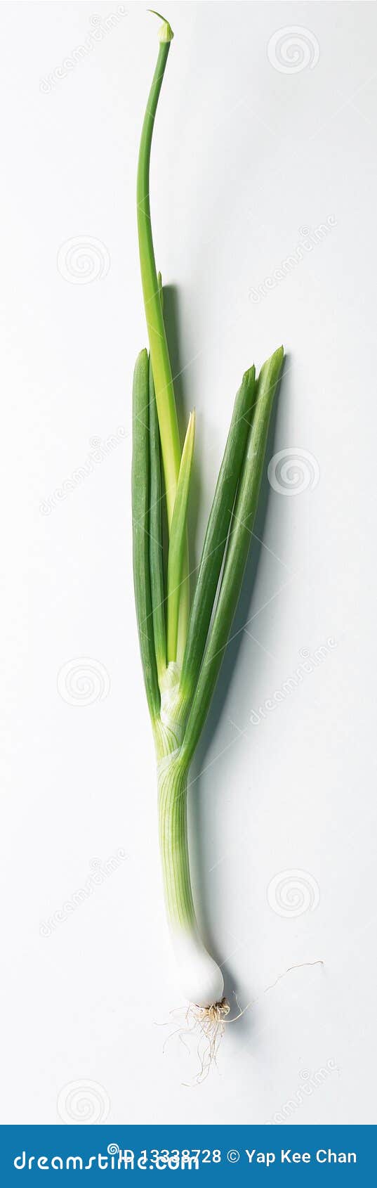 Spring Onion, Garlic With Ginger Royalty-Free Stock Photo ...