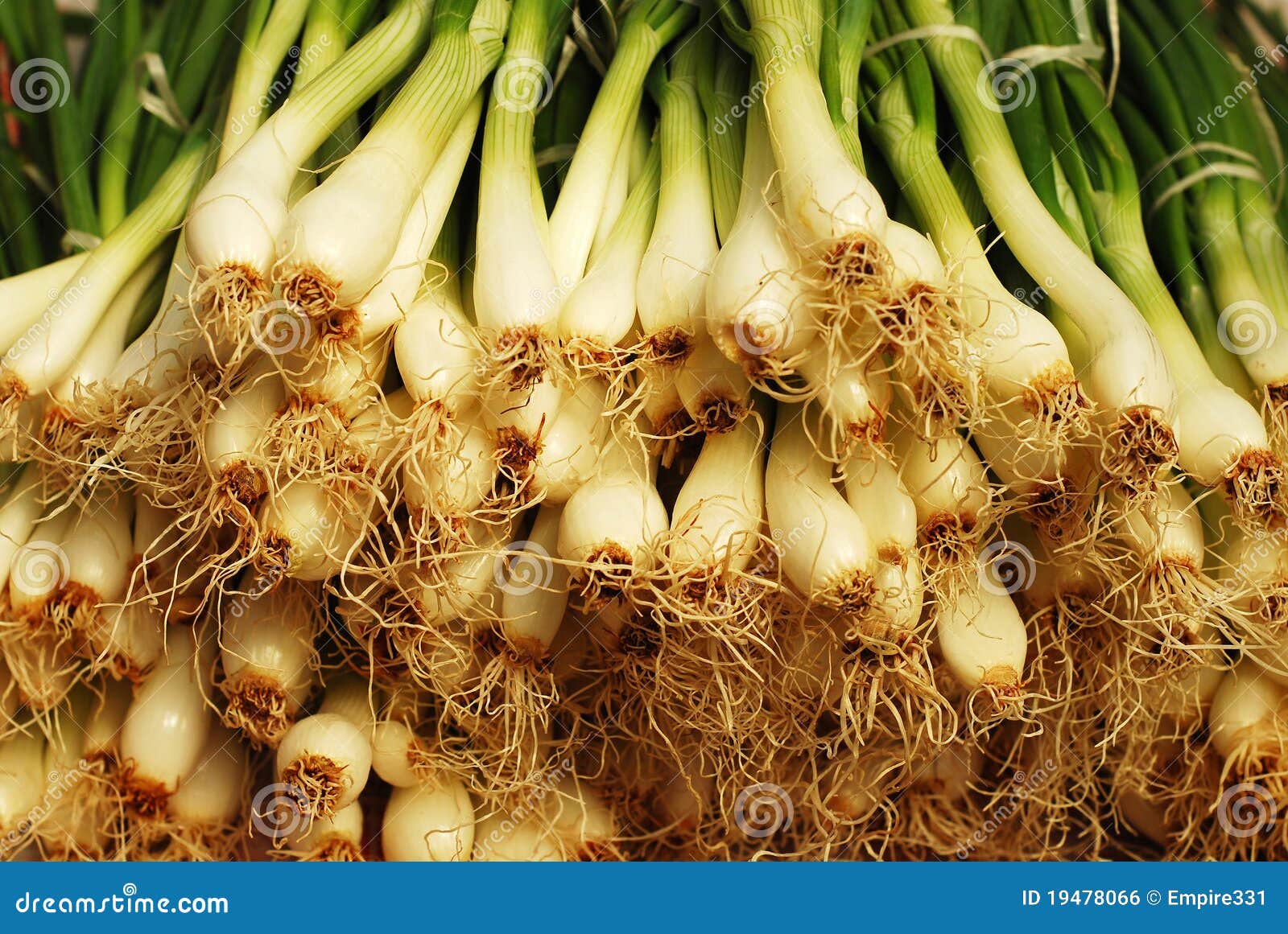 Spring onion stock photo. Image of nutrition, green, roots - 19478066