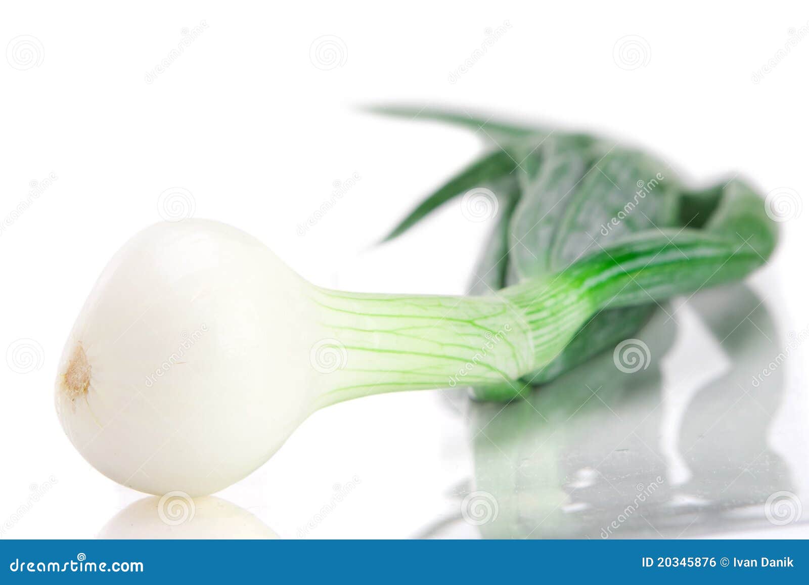 Spring onion stock photo. Image of spring, onion, bulb - 20345876
