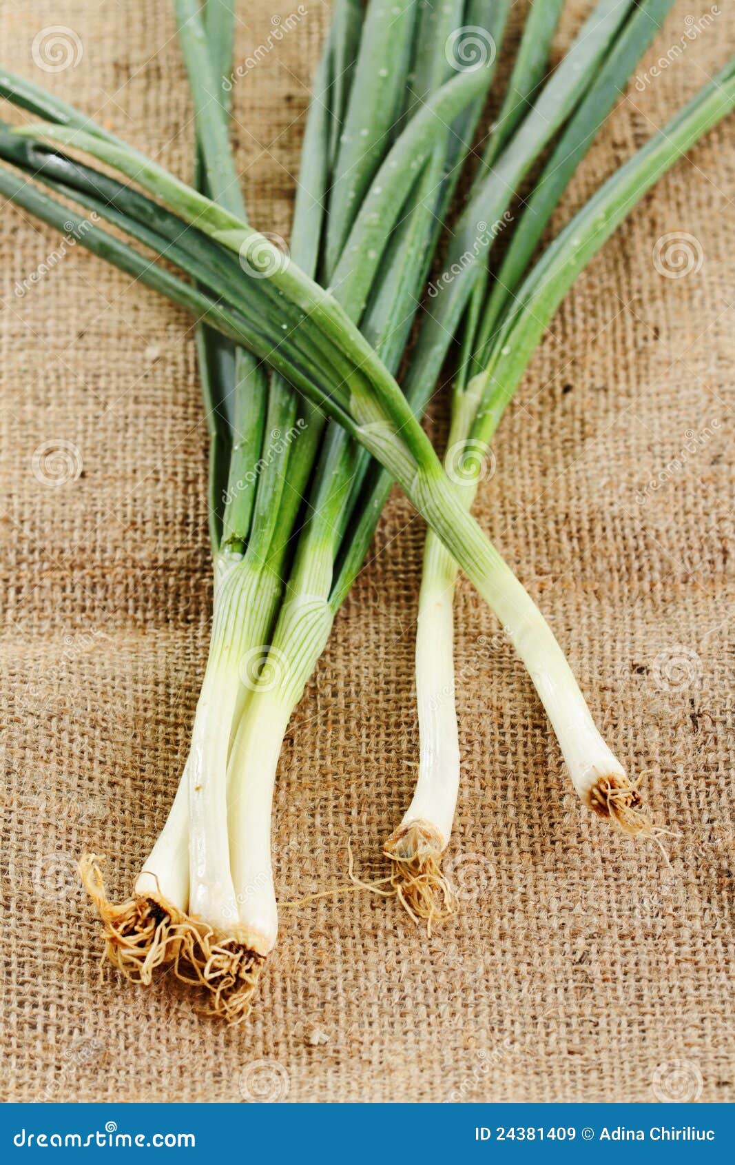 Spring onion stock image. Image of onion, spice, burlap - 24381409