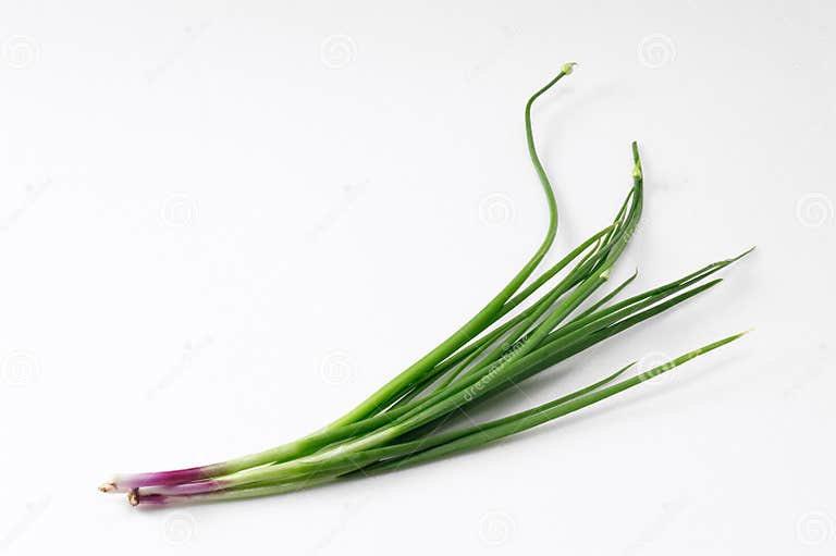 Spring onion stock photo. Image of ingredient, young - 26583362