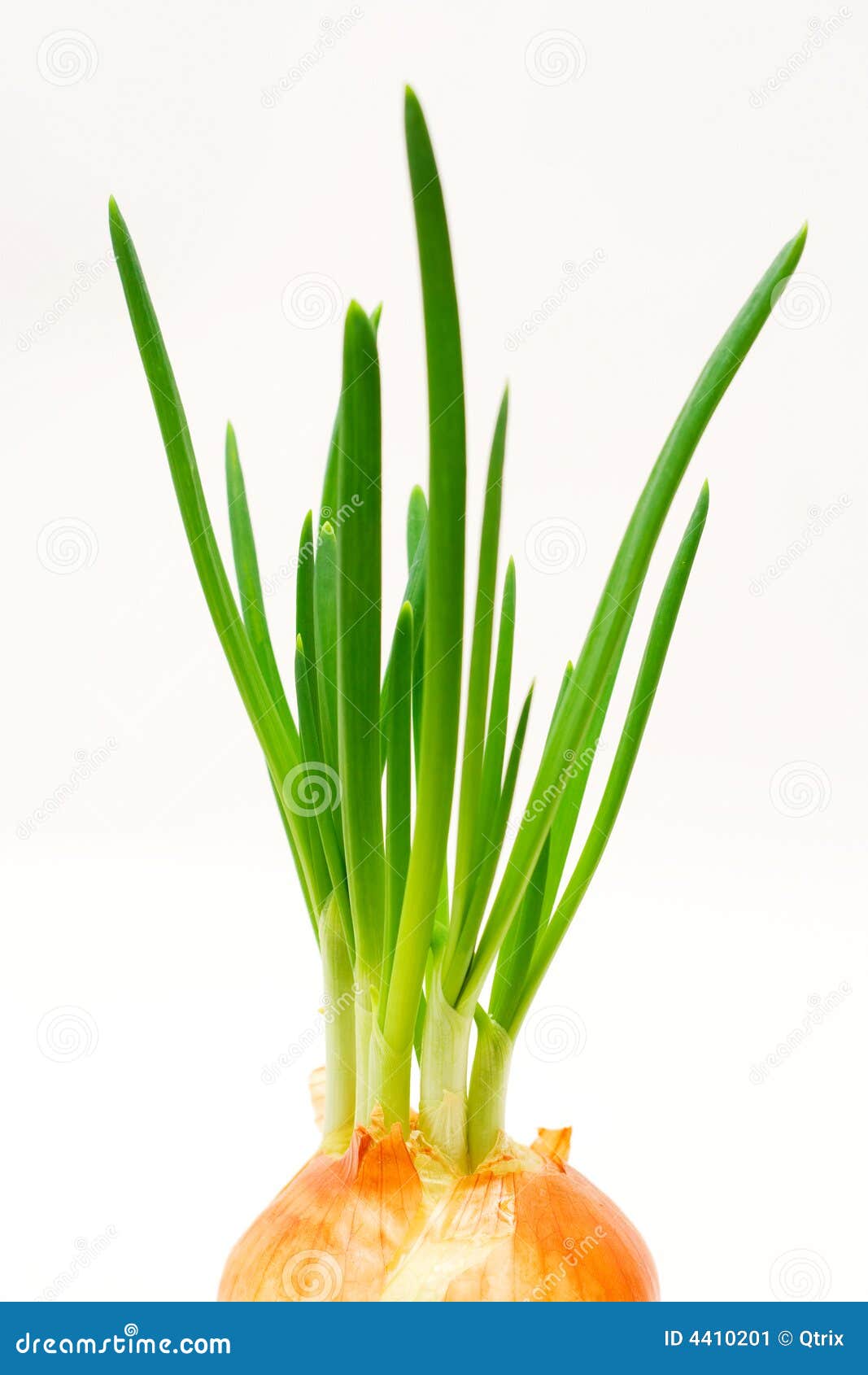 Spring onion. stock image. Image of freshness, plant, chive - 4410201