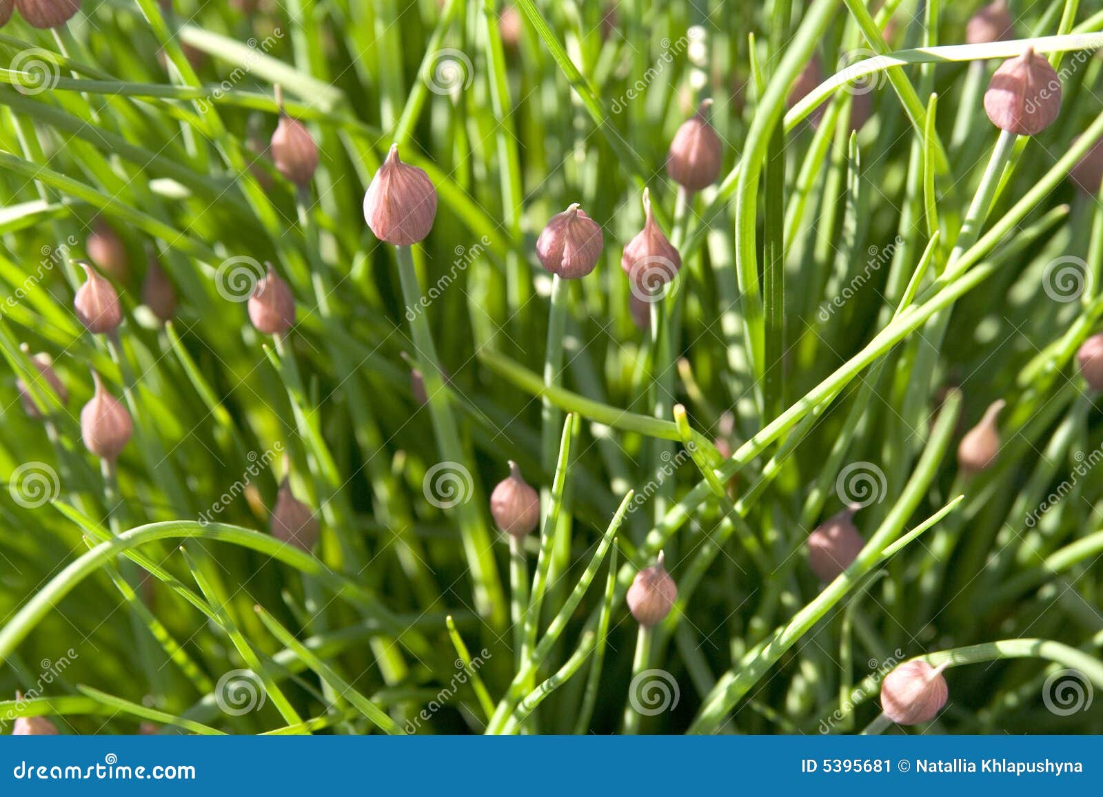 Spring onion background stock image. Image of gardening - 5395681