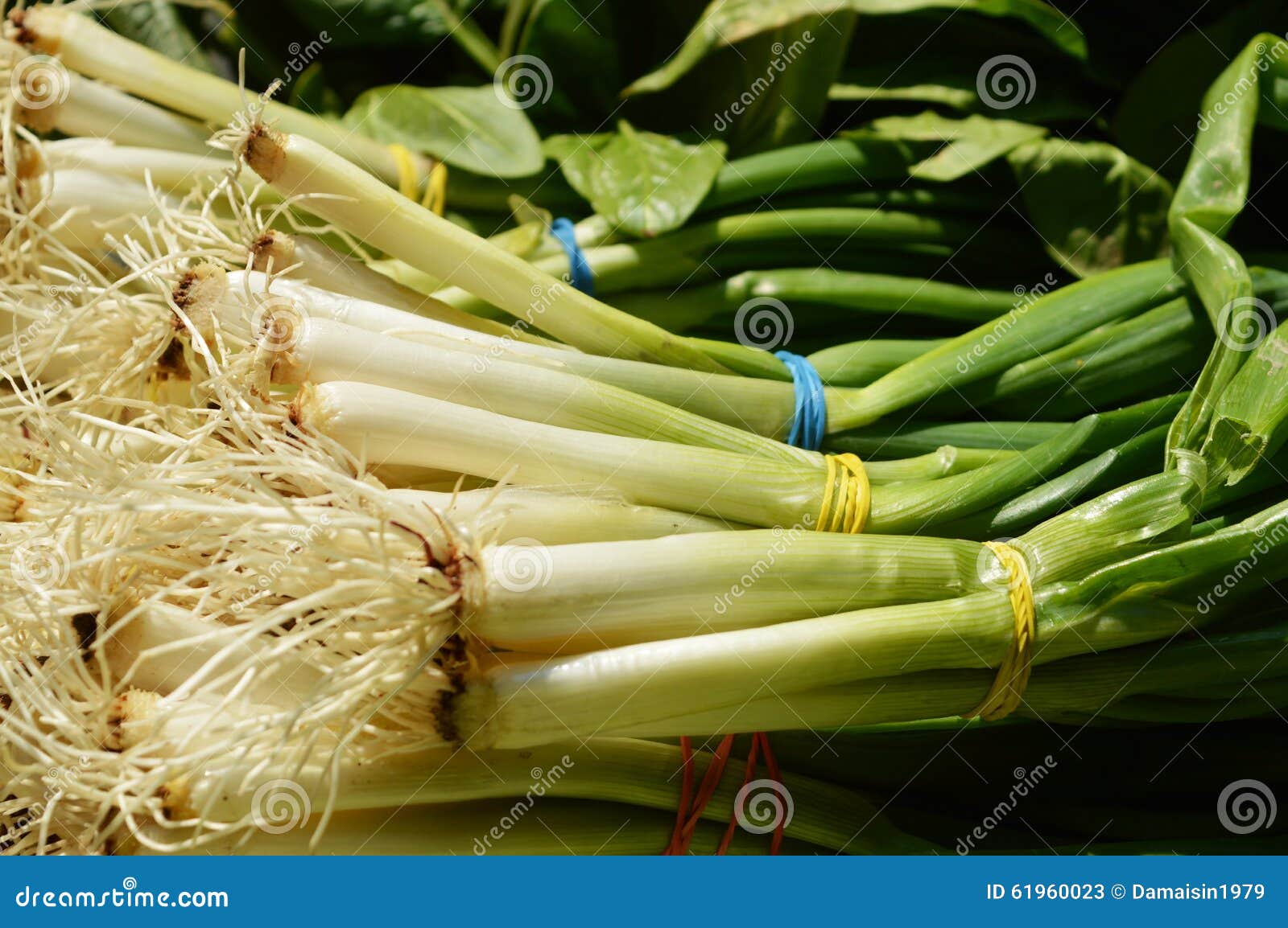 Spring onion background stock image. Image of sunlights - 61960023