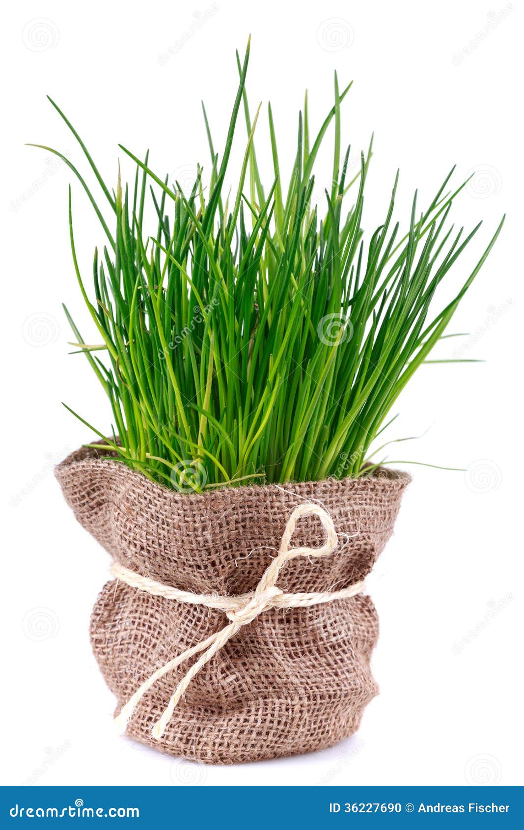 Spring Onion stock photo. Image of gourmet, bunch, details - 36227690
