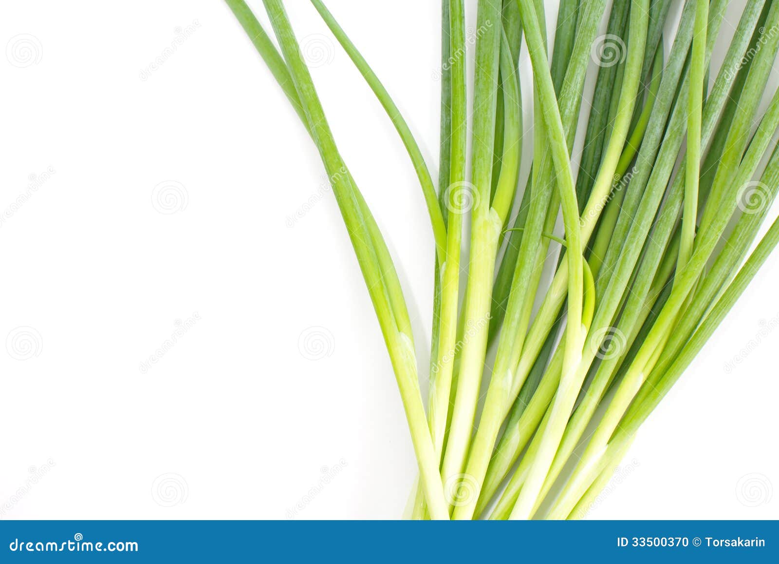 Spring onion stock photo. Image of plant, crop, diet - 33500370