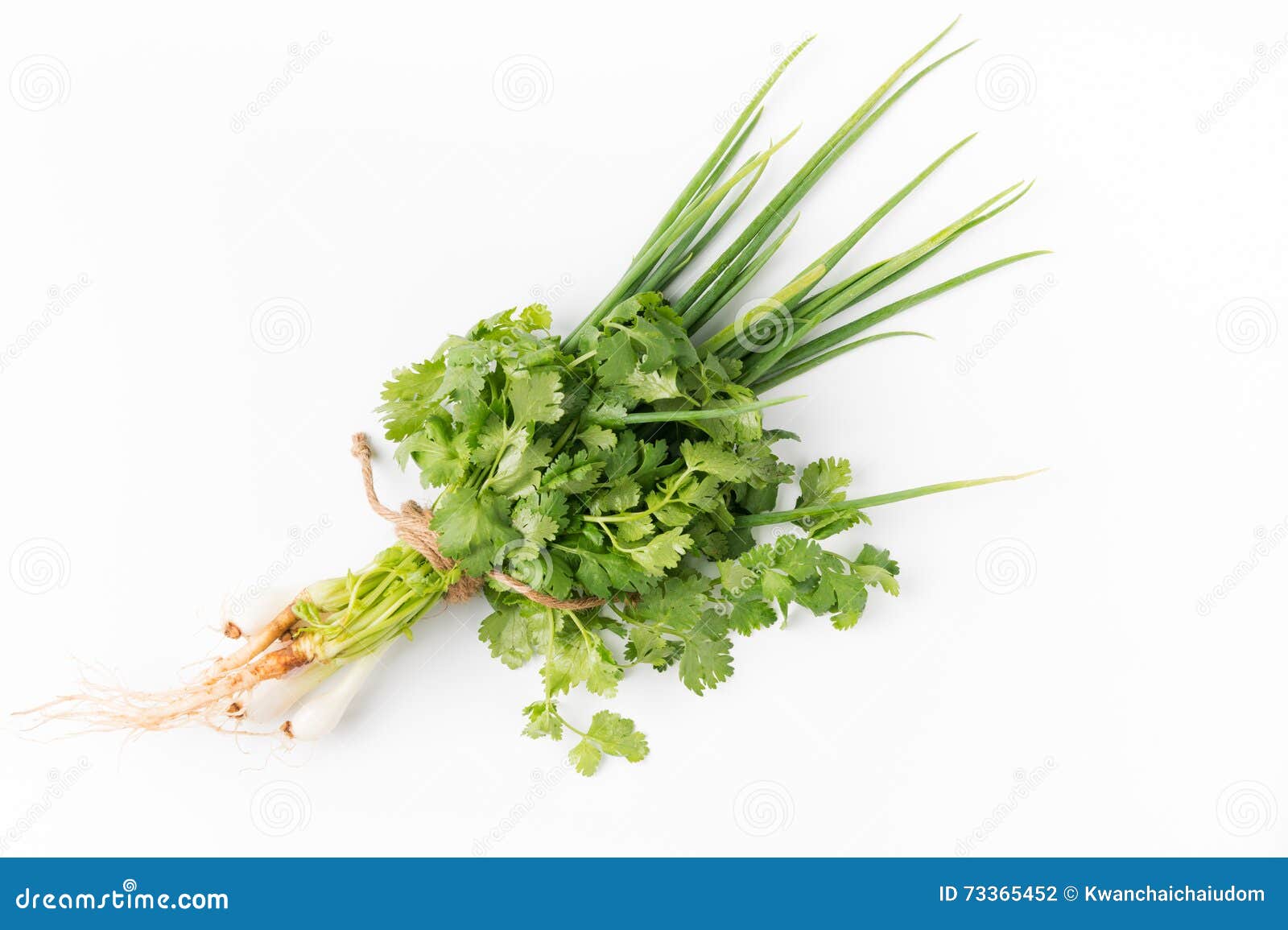 Spring onion and coriander stock photo. Image of salad - 73365452