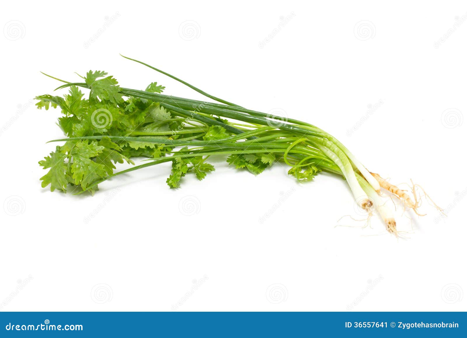 Spring Onion and Coriander. Stock Image - Image of isolated, nature ...