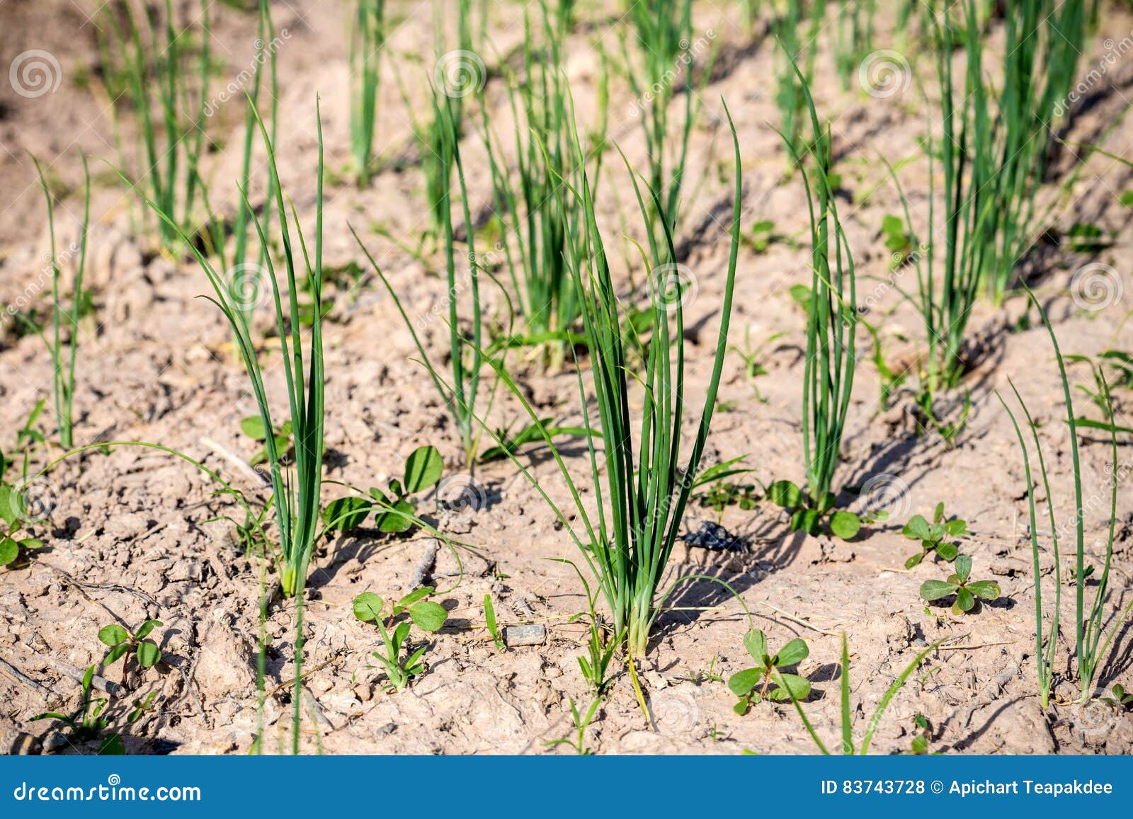 Spring onion stock photo. Image of green, healthy, allotment - 83743728