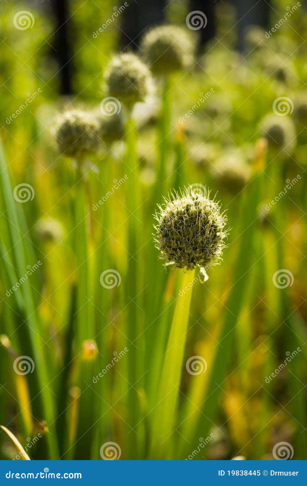 Spring Onion flower stock image. Image of green, ball - 19838445