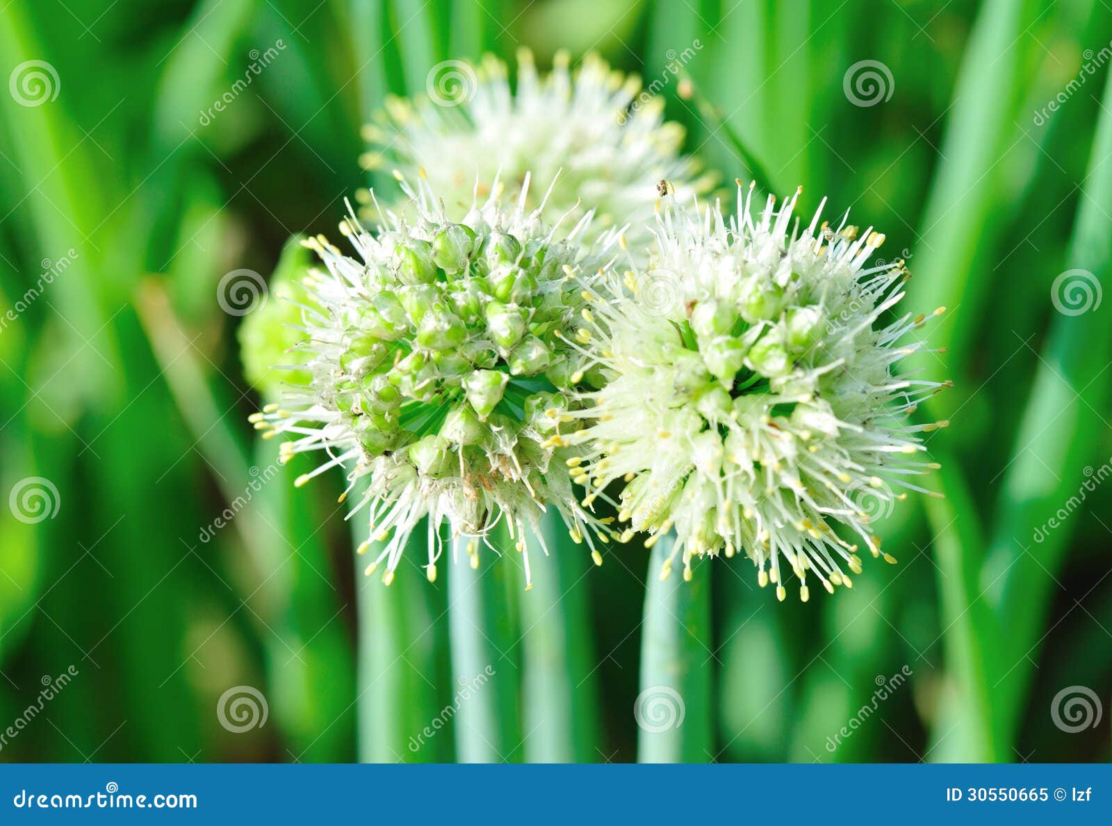 Spring onion flower stock image. Image of onion, scallion - 30550665