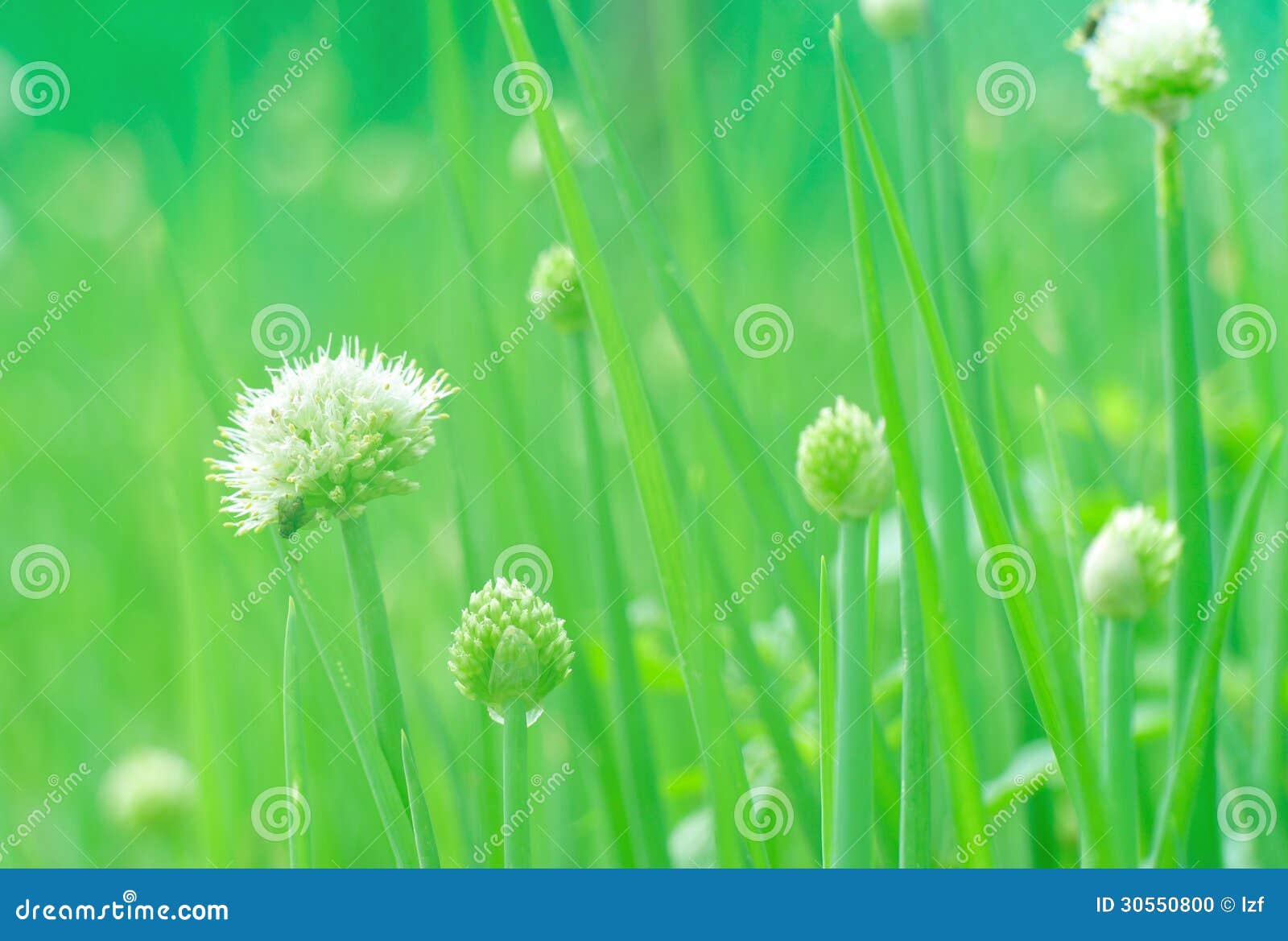 Spring onion flower stock photo. Image of blooming, cultivate - 30550800