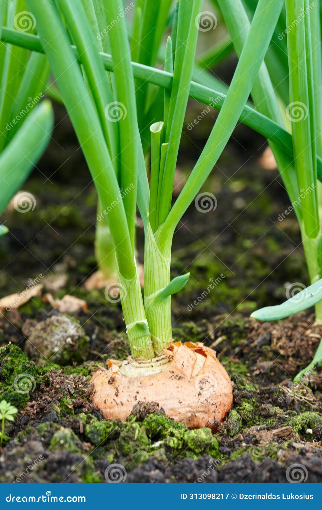 Spring Onion Growing in Soil Stock Image - Image of green, growth ...