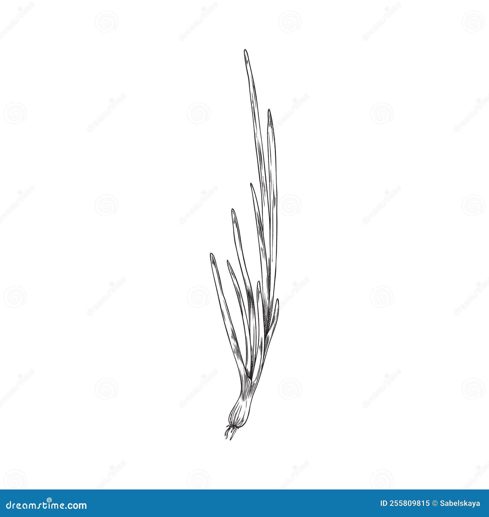 Spring Onion in Ink Hand Drawn Style Vector Illustration Isolated on ...