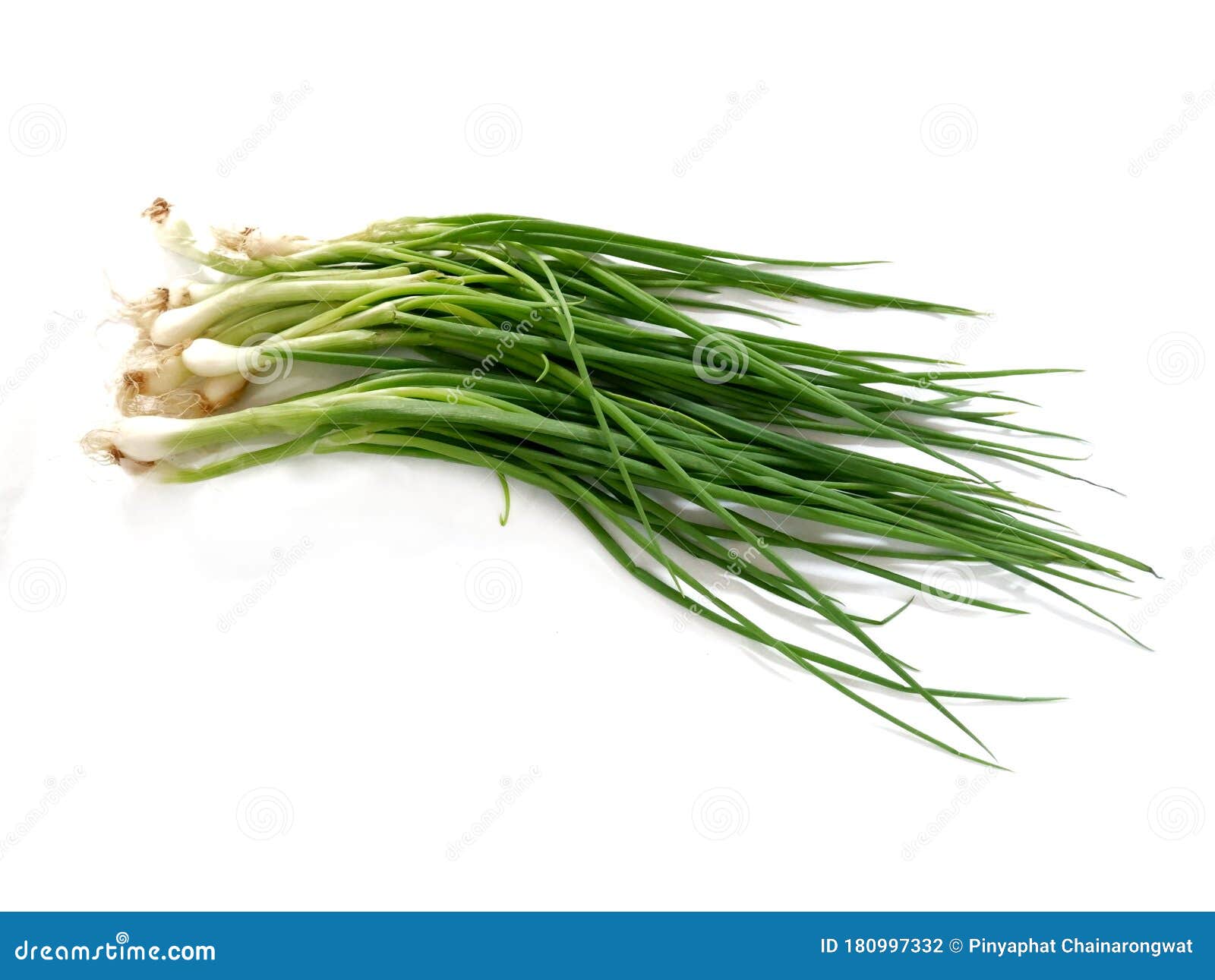 Spring Onion Isolate on White Background Stock Photo - Image of plant ...