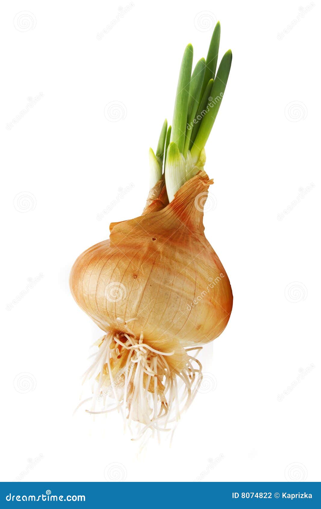 Spring onion isolated stock photo. Image of vegetable - 8074822