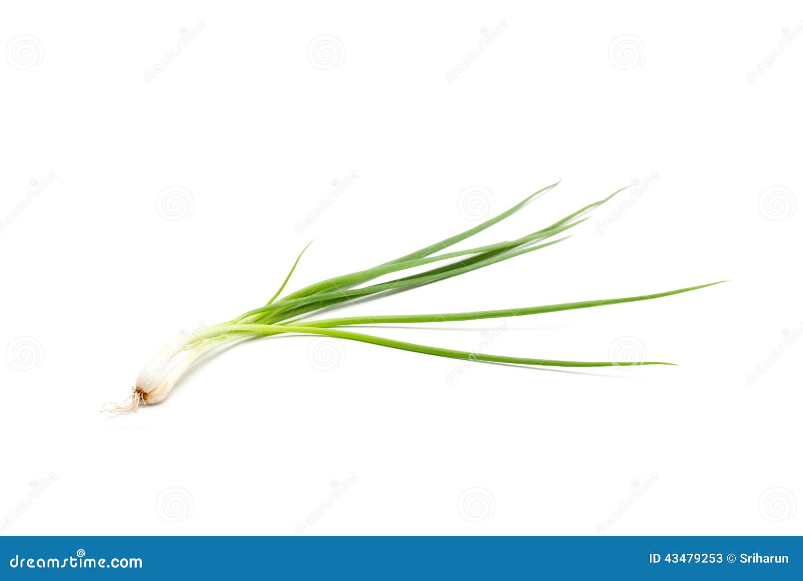 Spring onion isolated stock image. Image of cuisine, fresh - 43479253