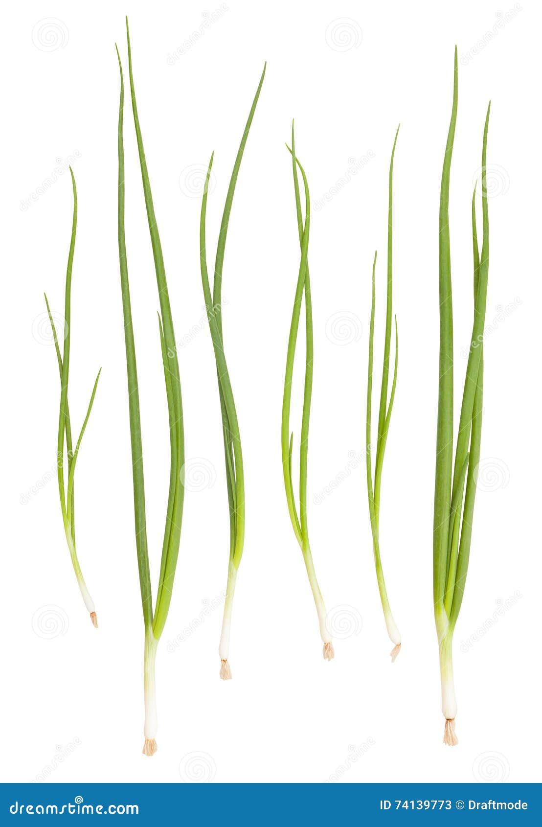Spring onion stock image. Image of onion, salad, onions - 74139773