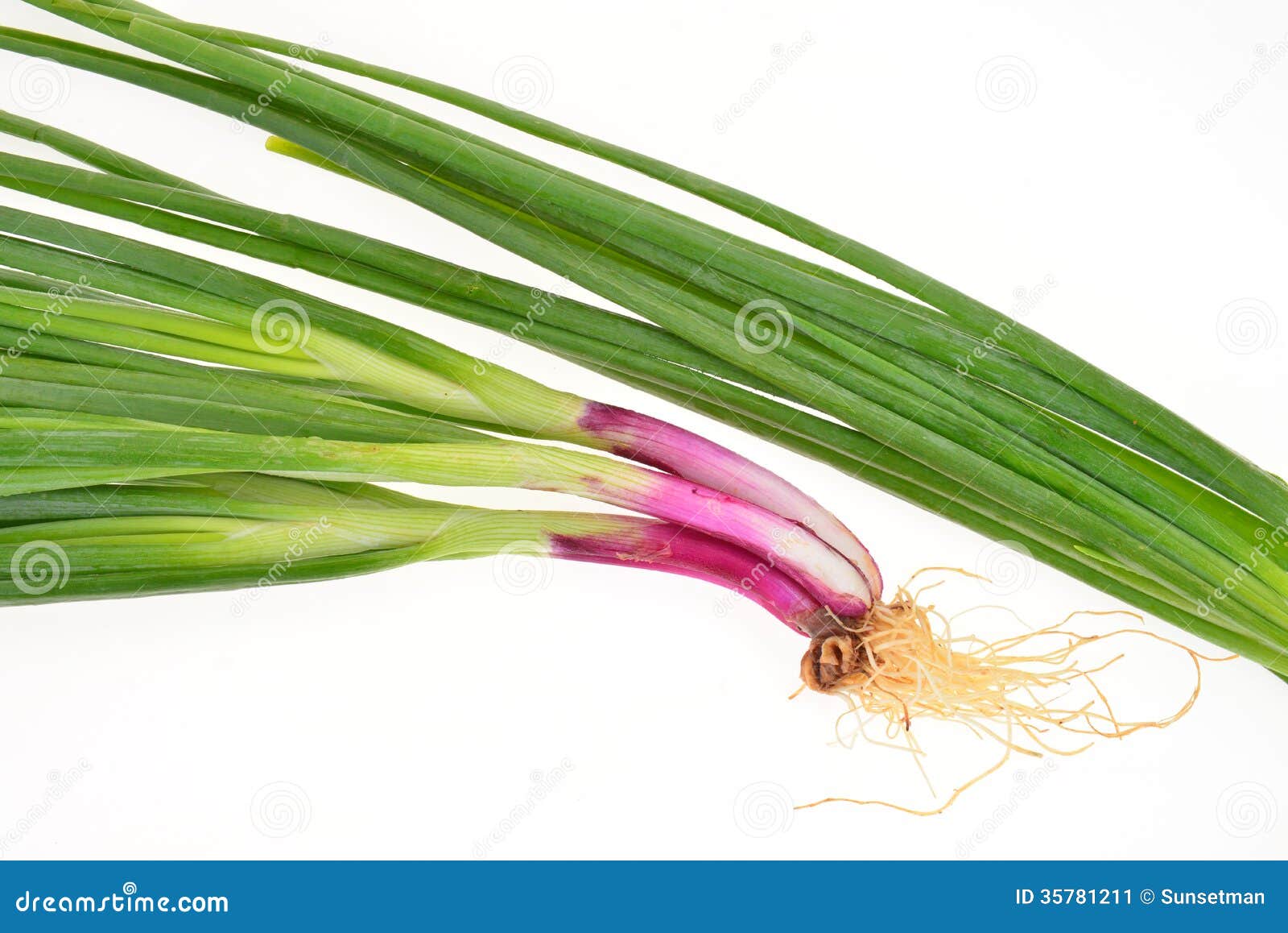 Spring Onion stock image. Image of gourmet, scent, harvest - 35781211