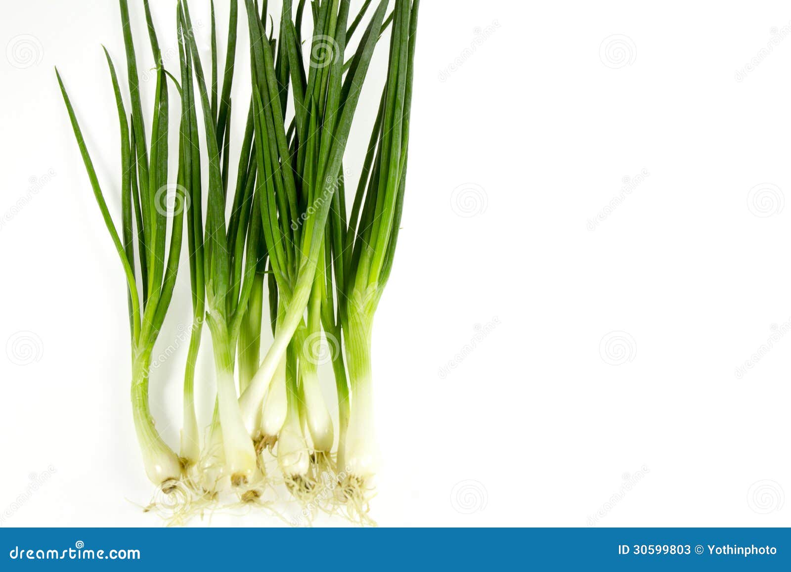 Spring onion stock image. Image of plot, herb, onion - 30599803