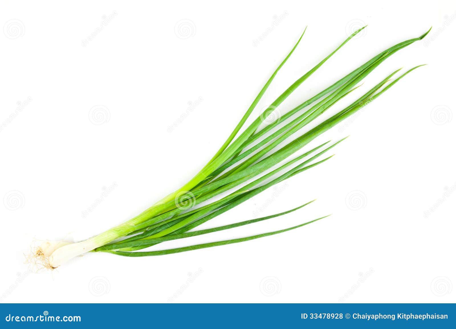 Spring Onion stock photo. Image of cooking, spring, isolated - 33478928