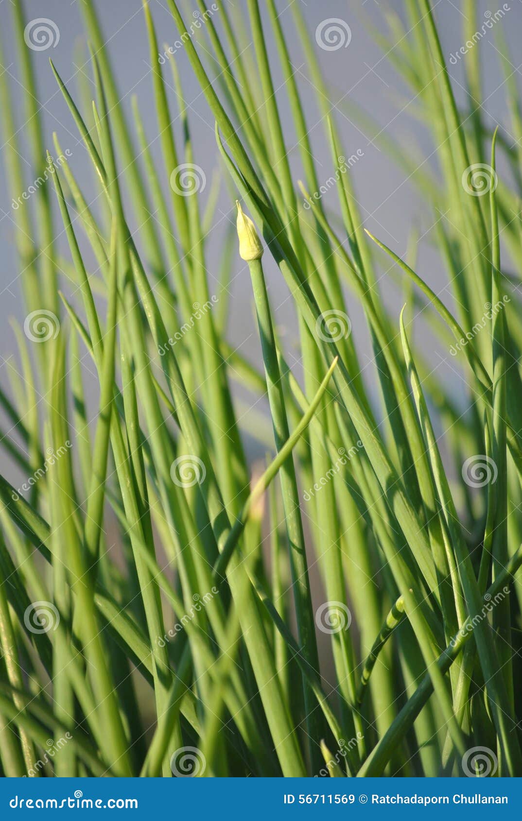 Spring onion flower stock image. Image of onion, flower - 56711569