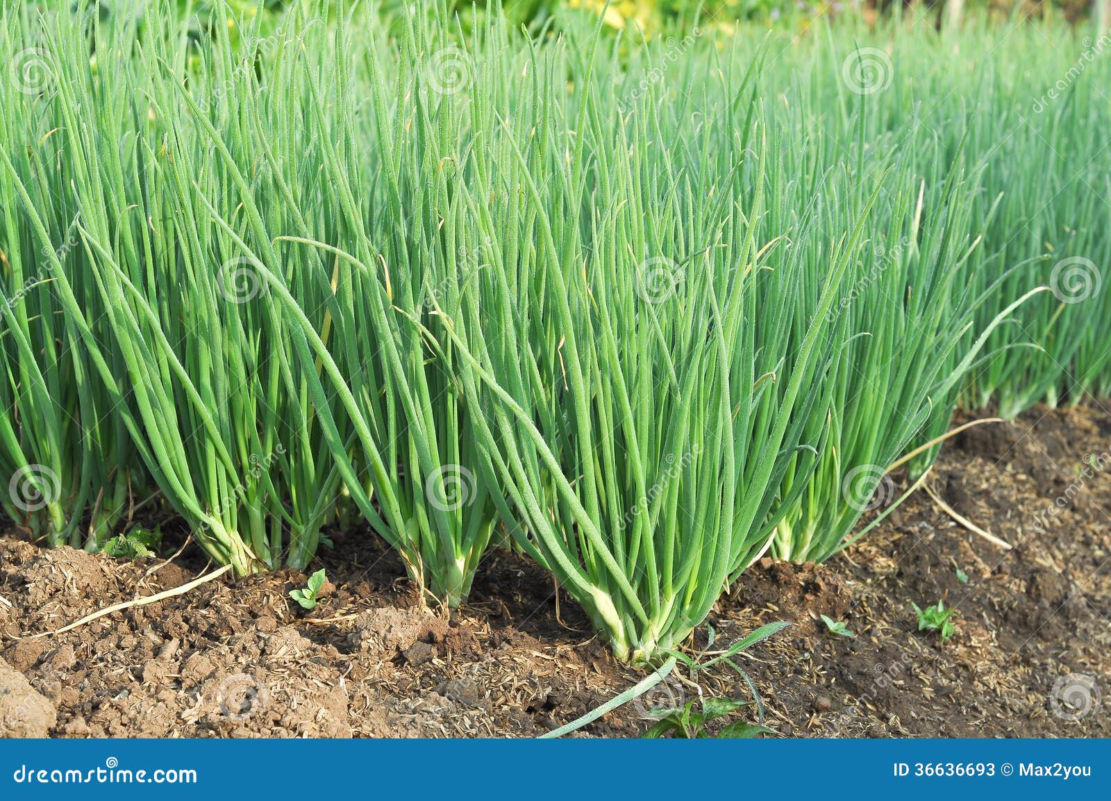 Spring onion stock image. Image of produce, ingredient - 36636693