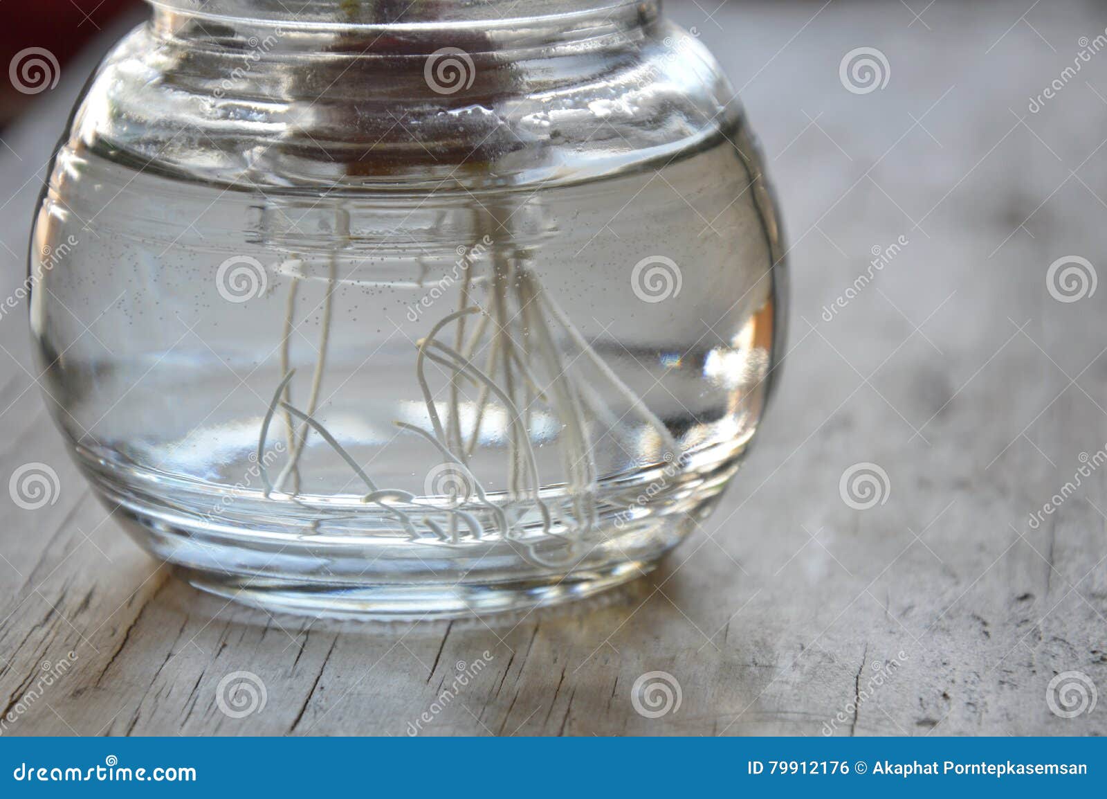 Spring Onion Root Growth by Hydroponics Method in Water Bottle Stock ...