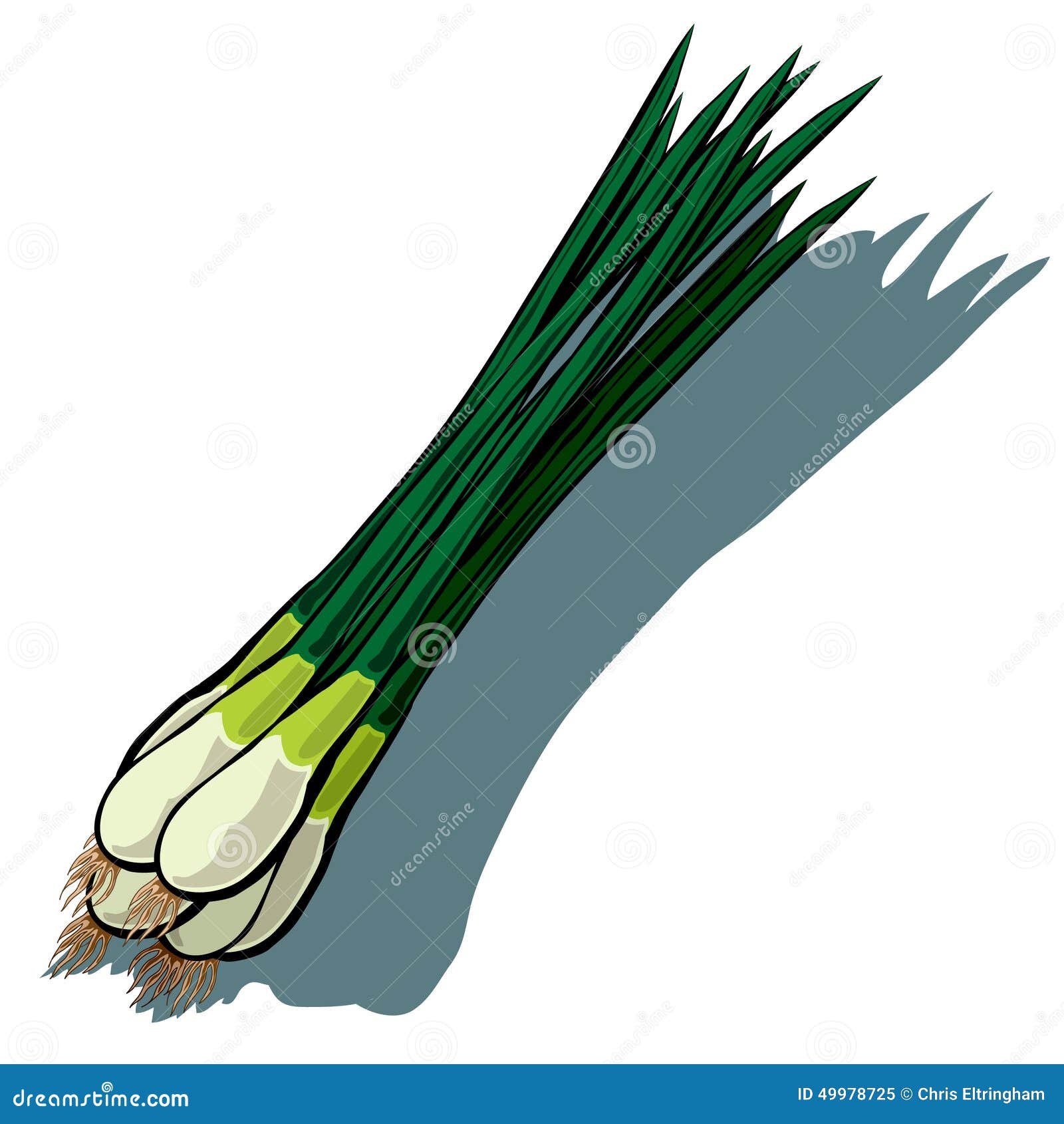 Spring Onion, Scallion stock vector. Illustration of scallion - 49978725
