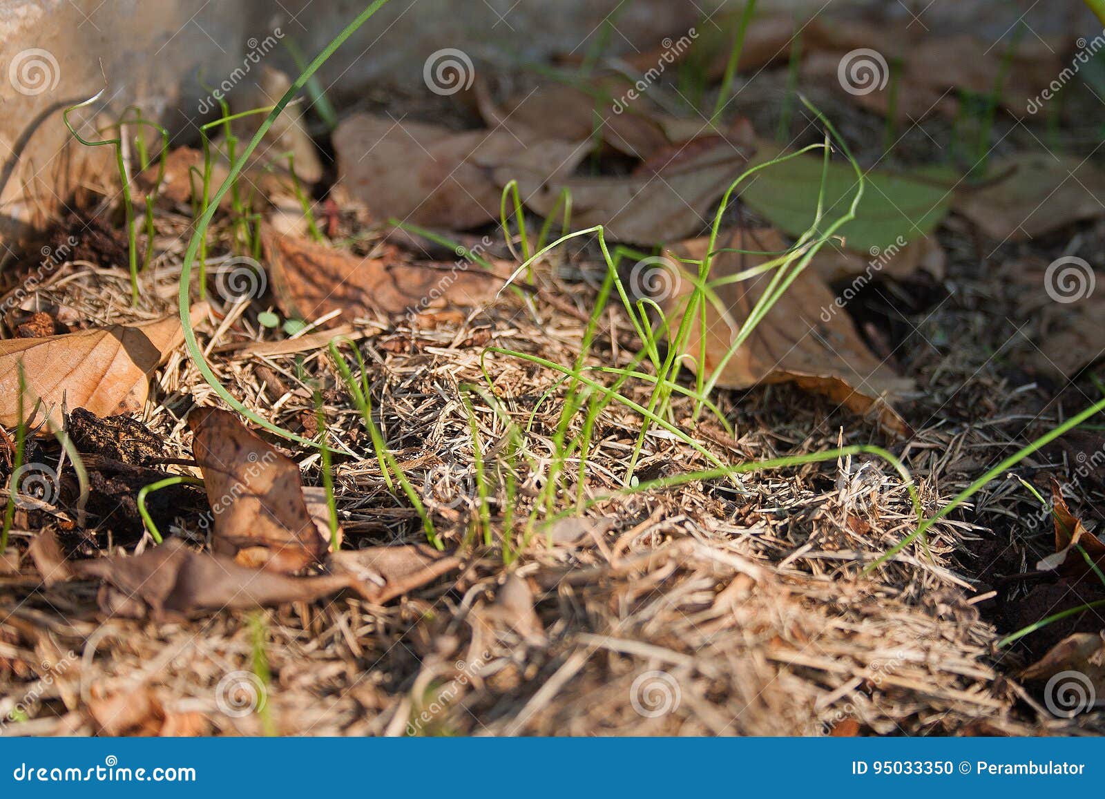 SPRING ONION SEEDLINGS stock photo. Image of sprigs, onion - 95033350