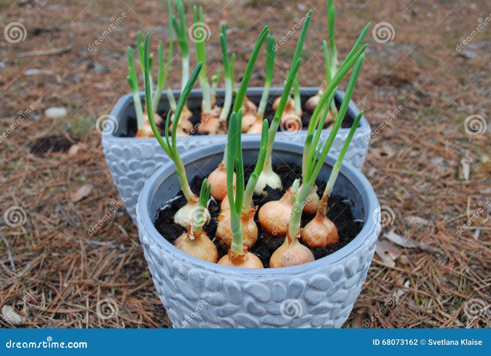 Spring Onion Seedlings To Grow at Home. Stock Photo - Image of ...